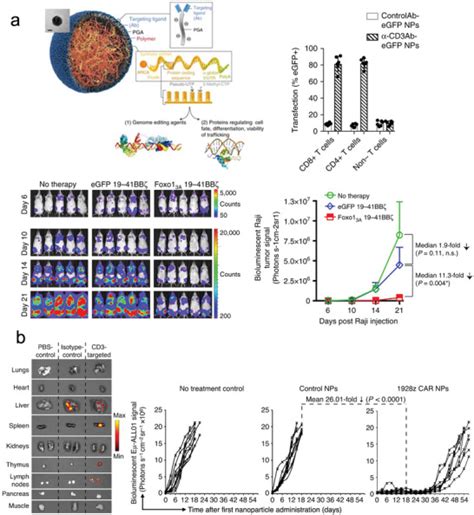 Polymer‐based Mrna Delivery Strategies For Advanced Therapies Pmc