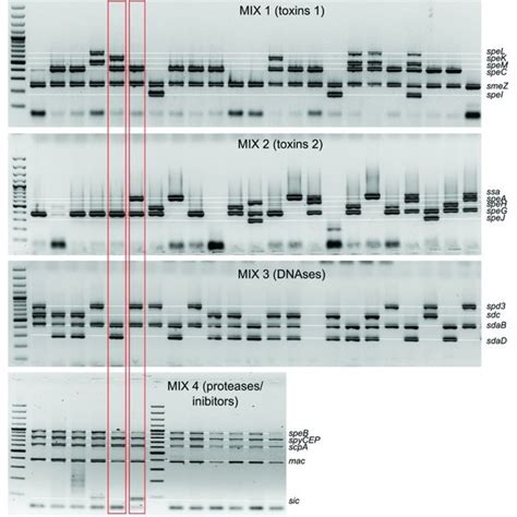 Pdf Detection Of Streptococcus Pyogenes Virulence Factors By Multiplex Pcr