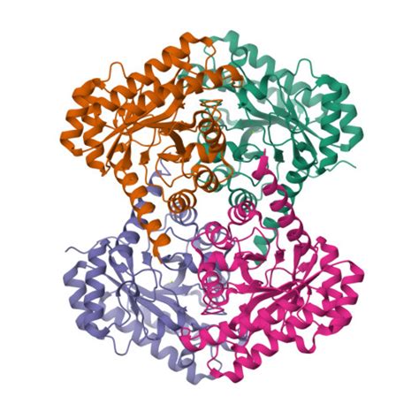 Rcsb Pdb 8yec Crystal Structure Of L Ribulose 3 Epimerase In Complex