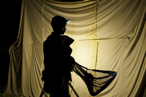 Make A Moth Light Trap Learning Zone Scottish Wildlife Trust