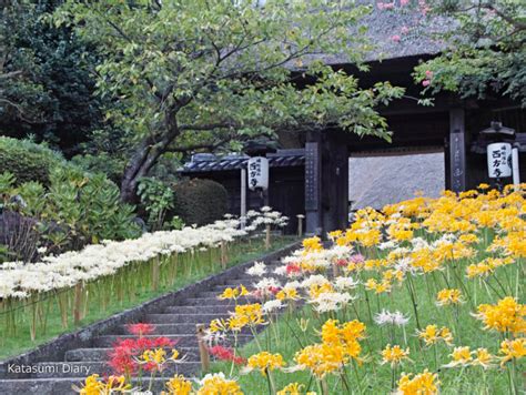 茅葺き屋根のお寺 西方寺を彩る彼岸花曼殊沙華 2022年見頃時期と開花状況アクセスと駐車場 神奈川県横浜市 カタスミ日記