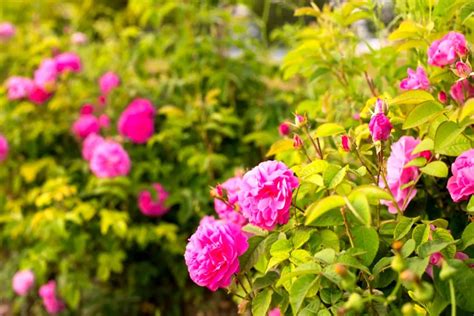 برداشت گل از بزرگترین دشت گل محمدی جهان آغاز شد