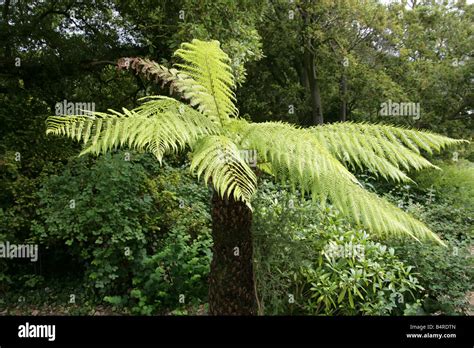 Soft Tree Fern Man Fern Or Tasmanian Tree Fern Dicksonia Antarctica
