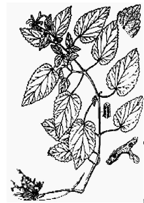 甘露子 中药志 植物类 医学