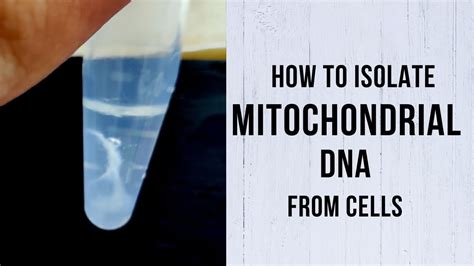 How To Isolate Mitochondrial Dna Youtube