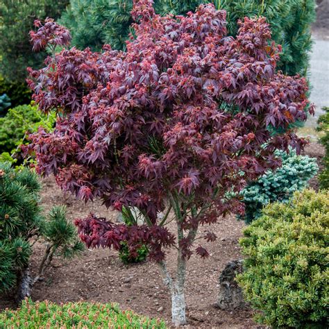 Acer Palmatum Kurenai Jishi Kiefer Nursery Trees Shrubs Perennials