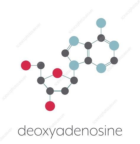 Deoxyadenosine Nucleoside Molecule Illustration Stock Image F027