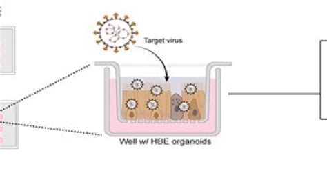코로나19·메르스·사스 바이러스 감염 대응전략 제시