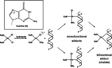 Platinum Complexes As Anticancer Agents Pdf Download Available