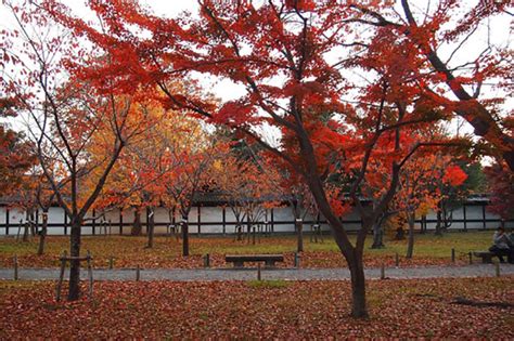 本丸御殿公開記念 NAKED meets 二条城2024秋の豊穣祭元離宮二条城 Leaf KYOTO