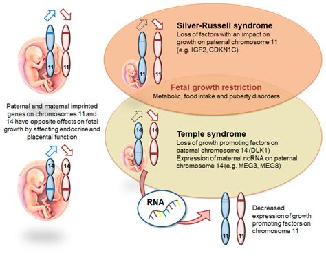 Genomic Imprinting