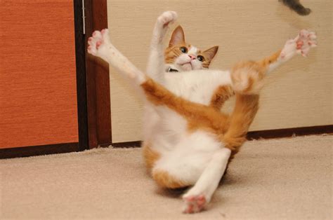 Pictures Of Funny Cats Pictures Of Funny Cats Pettie Hismir