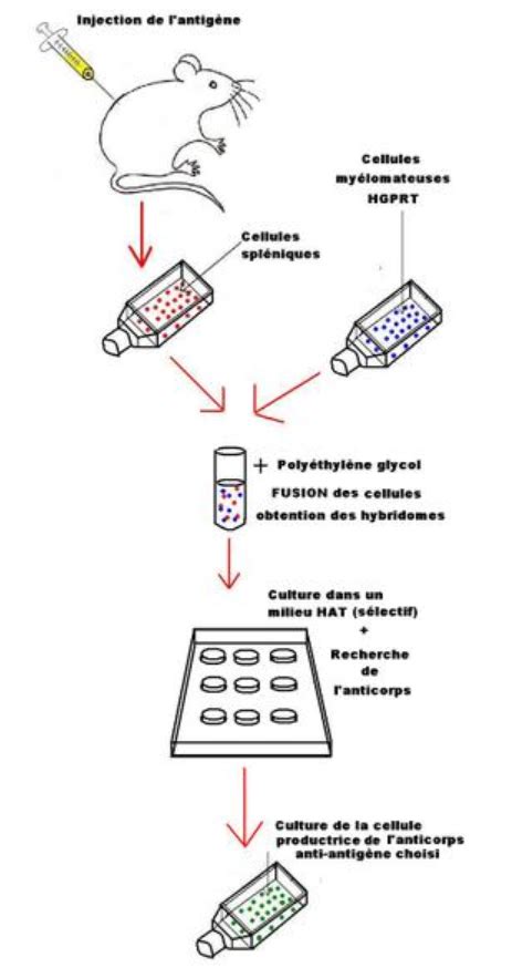 Monoclonal Antibodies Academy Of Health