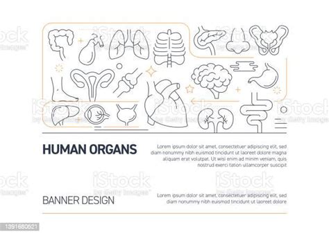 인간 장기 및 해부학 관련 벡터 배너 디자인 개념 아이콘이있는 현대 라인 스타일 0명에 대한 스톡 벡터 아트 및 기타 이미지 0명 간 내부 기관 갑상샘 Istock