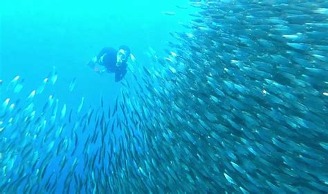 보홀 고래상어 And 나팔링 정어리떼 스노클링 투어
