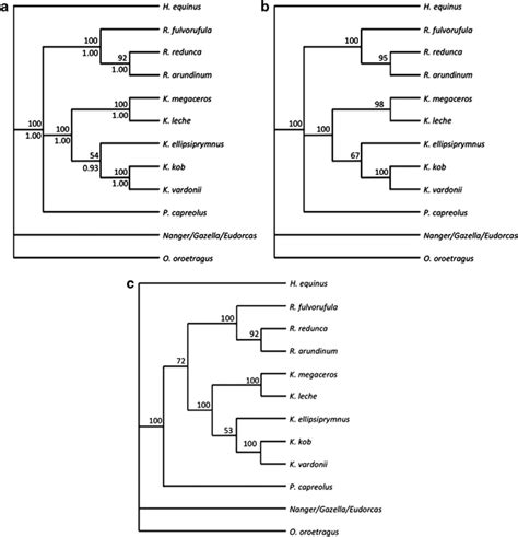 Phylogenetic Tree Based On Dna Sequences From Two Mitochondrial Dna Download Scientific Diagram