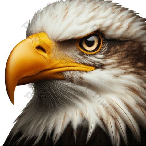 Elegent Painting Of A Eagel With Sharp Eyes Png Images Psd Free
