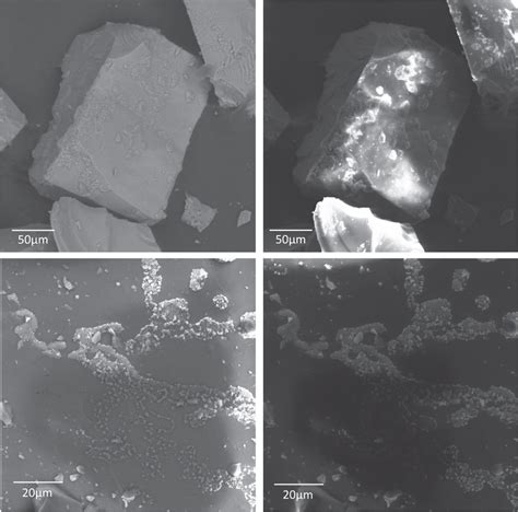 Sem Micrographs Of Ss Pcm With Na2so4 30 Wt After Ten Download