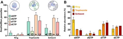 Deoxynucleotide Triphosphate Dntp Levels Across The Intraerythrocytic Download Scientific