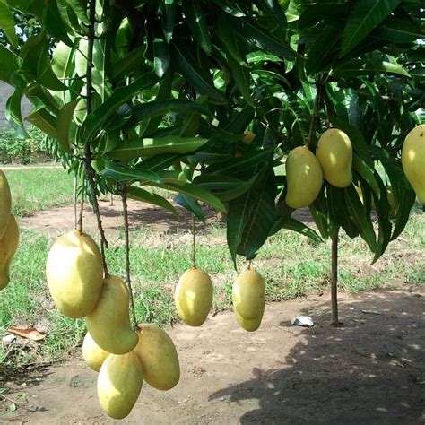 නව කෘෂි තාක්ෂණය සහ කෘෂි වෙළඳපල