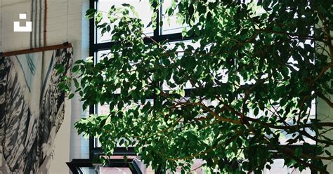 그린 무화과나무 식물 사진 Unsplash의 무료 M0851 님 이미지