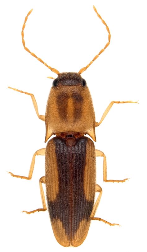 Conoderus Conoderus Bugguidenet