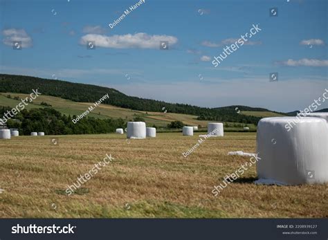 226 언덕 나무 한구르 이미지 스톡 사진 및 벡터 Shutterstock