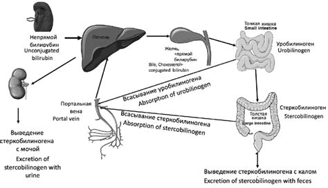 Metabolism Of Bilirubin Рис 3 Метаболизм билирубина в организме Download Scientific Diagram
