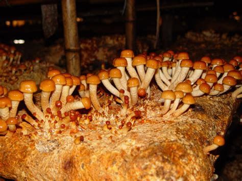 滑子菇 图片新闻 中国食用菌商务网