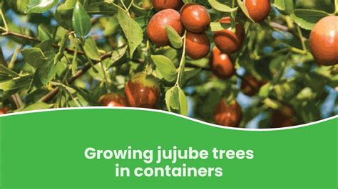 Growing Jujube Trees In Containers How To Grow Jujube Tree In Pot Youtube