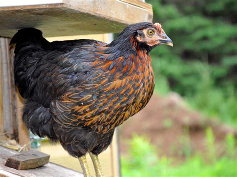 the ultimate guide to sex link chickens for backyard chicken keepers