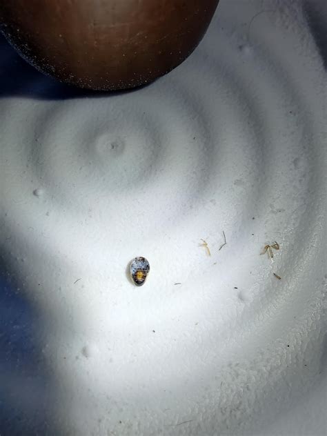 Bug Validation Rbedbugs