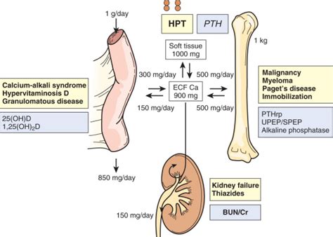 Disorders Of Calcium Phosphorus And Magnesium Homeostasis Abdominal Key