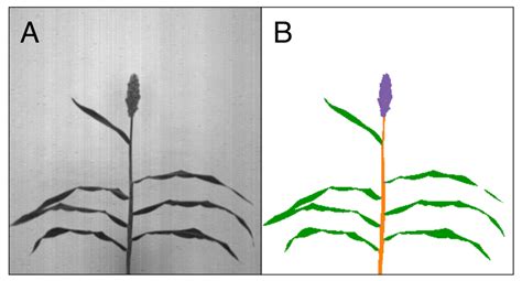 Figure S1 Semantic Segmentation Of An Example Sorghum Plant Using A Download Scientific