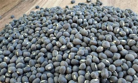 ပဲခူးတိုင်းဒေသကြီး၊ နတ်တလင်းခရိုင်၊ ပေါင်းတည်မြို့နယ်၌ ၂၀၂၃ ခုနှစ်၊ နိုဝင်ဘာလဆန်းပိုင်းမှ စတင