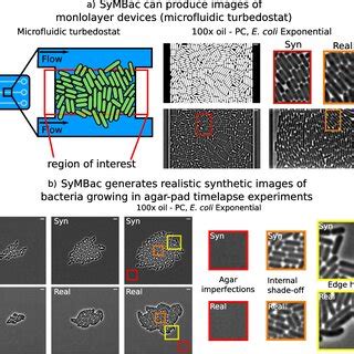 Different Synthetic Image Modalities A Synthetic Data Can Be Generated Download Scientific