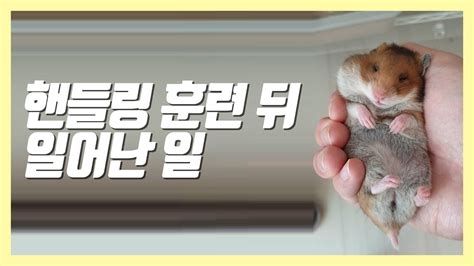 햄스터 핸들링 하는 방법 햄스터 핸들링의 모든 것 Youtube
