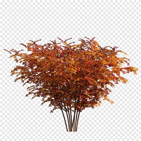 Trees Trees Plant Png PNGEgg
