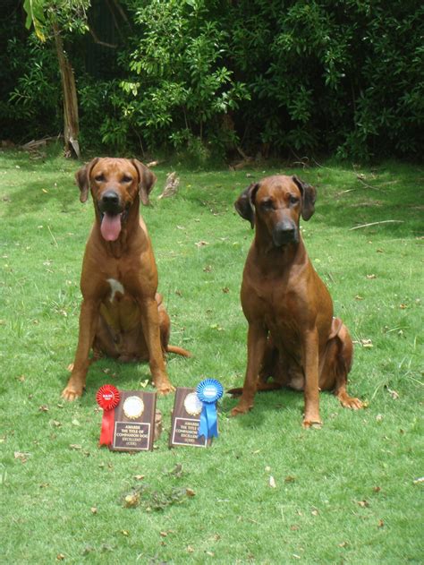 How To Open Cdx File