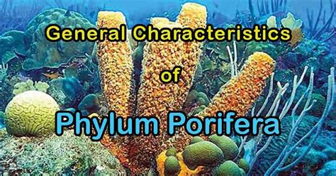 General Characteristics Of Phylum Porifera Biology Microbe Notes