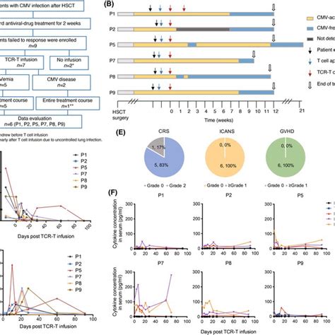 modifications of tcr constant regions and preclinical functional