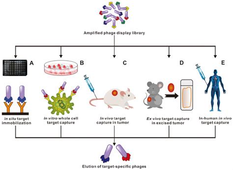 Ample Strategies In Capturing High Affinity And Targeted Peptide