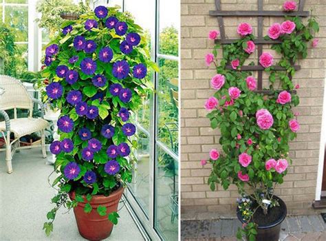 Вертикальное озеленение — Яндекс Диск Вертикальные травяные сады Дизайн небольшого сада