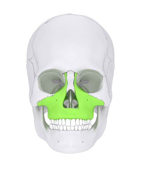 Maxilla Bone