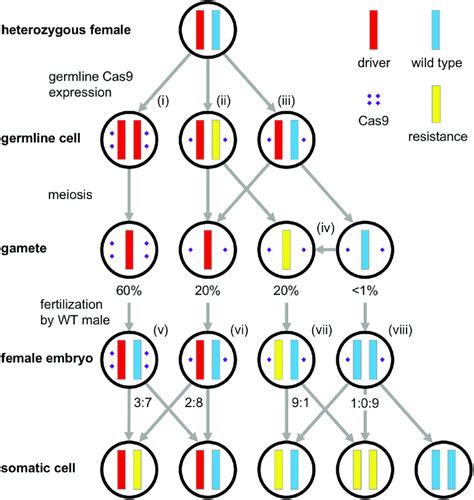 Mechanisms And Rates Of Resistance Allele Formation In A Heterozygous Download Scientific