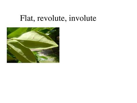 Ppt Roots Stems And Leaves Powerpoint Presentation Free Download