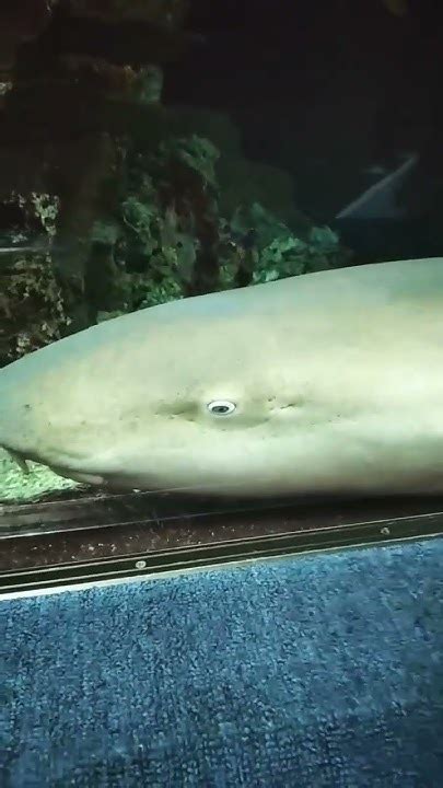 Приехала в Санкт Петербург Youtube