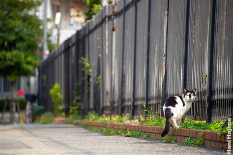毎日が猫曜日 晴れた日の遊歩道で