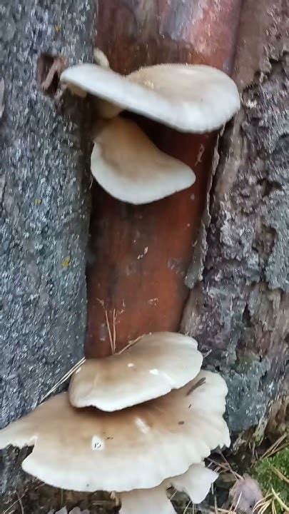 подскажите что за грибы🍄🤔 грибы Беларуси 2024 Youtube