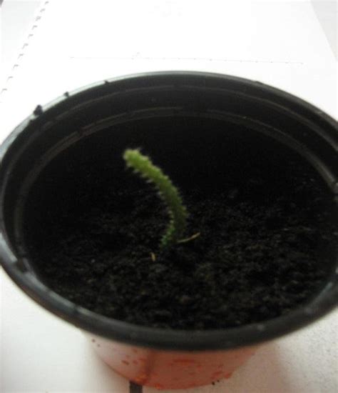 In Vitro Micropropagation Of Cactus Opuntia Ficus Indica A D A Download Scientific